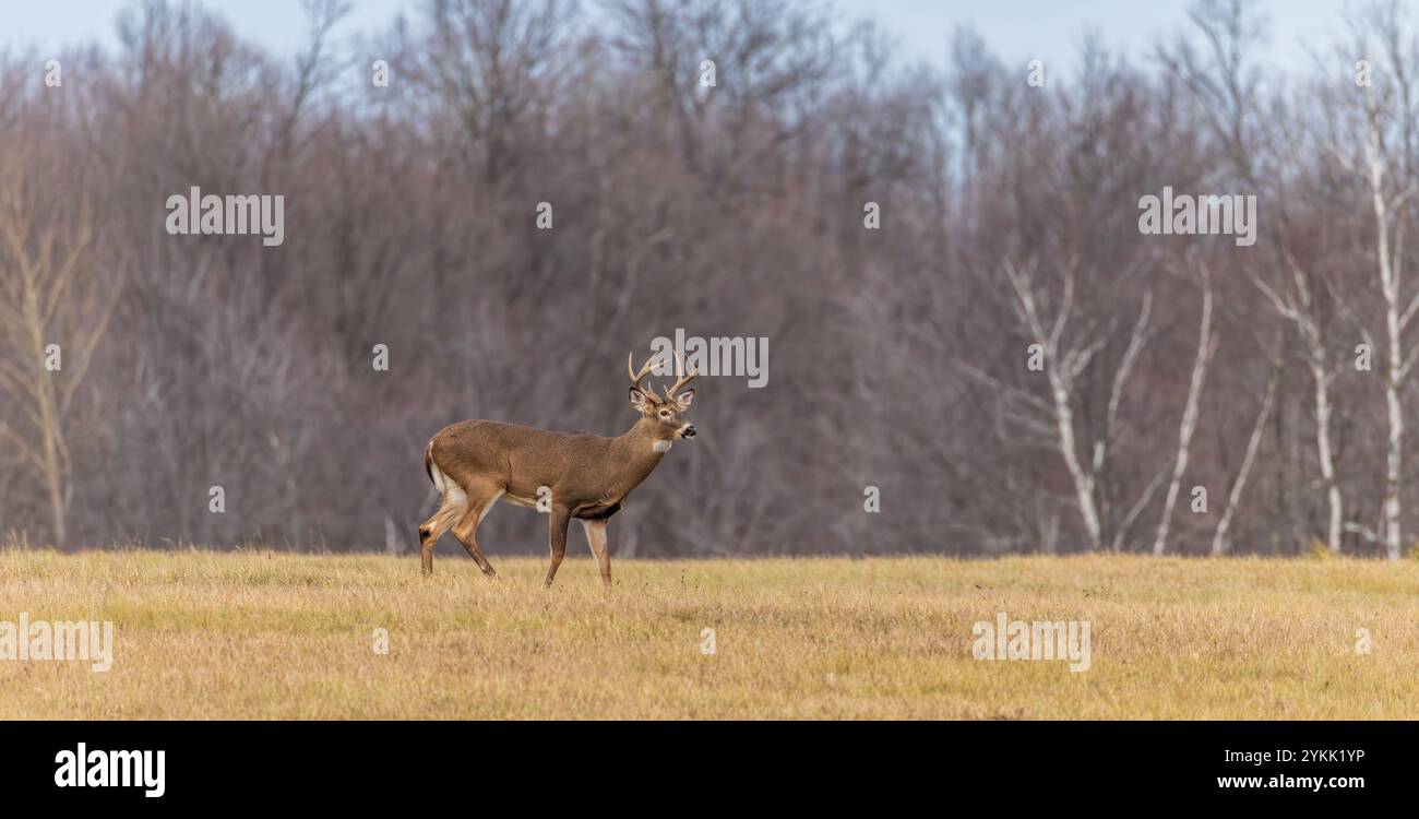 White-tailed buck during the rut in northern Wisconsin Stock Photo - Alamy