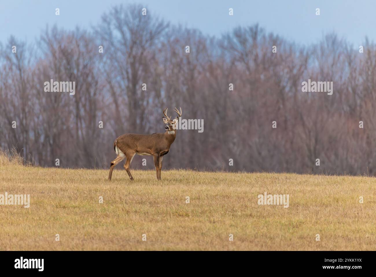 White-tailed buck during the rut in northern Wisconsin Stock Photo - Alamy