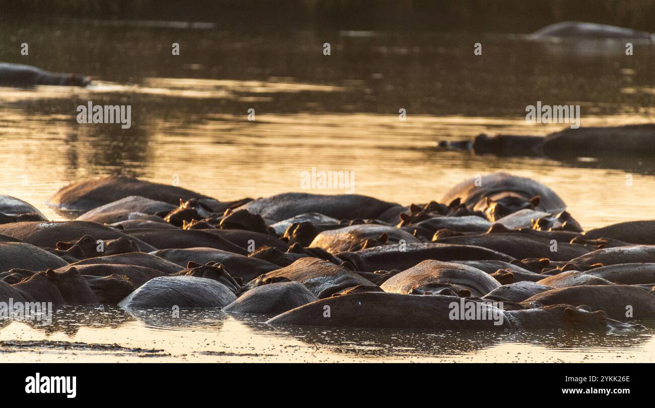 Telephoto of a group of hippopotami, Hippopotamus amphibius, floating ...