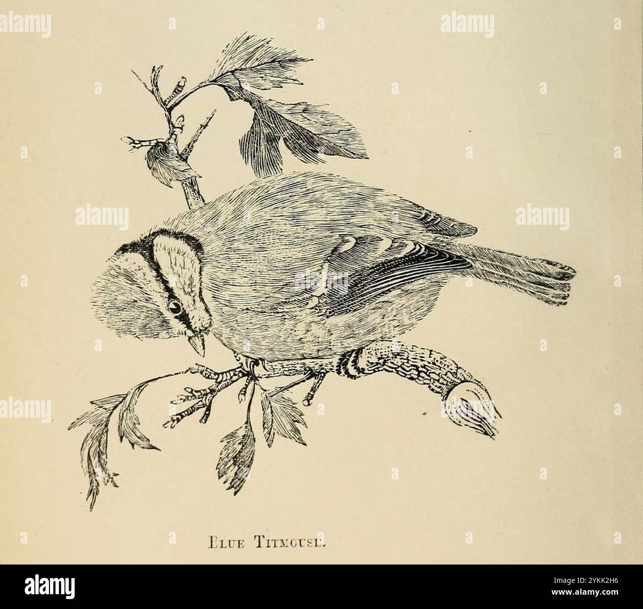 Blue titmouse Hancock Stock Photo - Alamy