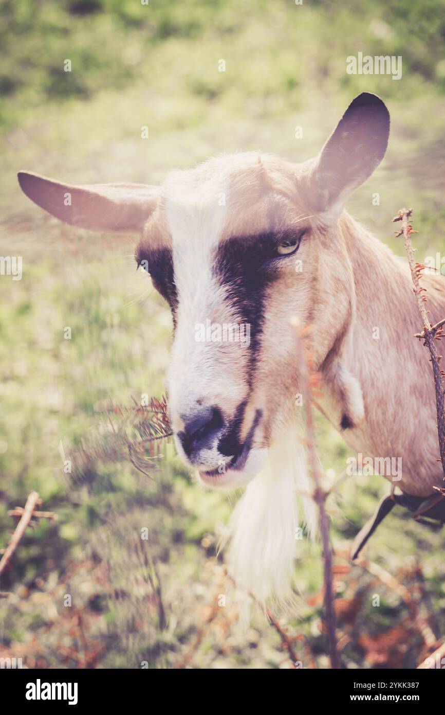 Bearded goat hi-res stock photography and images - Alamy