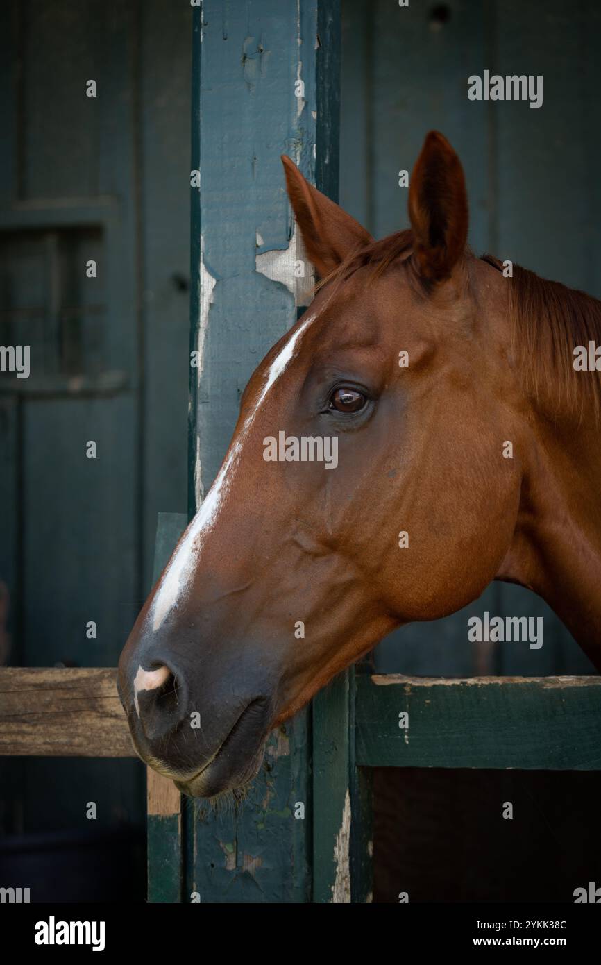 Thoroughbred Horse in Saratoga Springs Stable Barn Stock Photo - Alamy