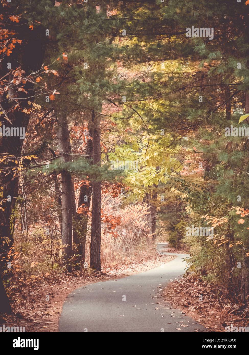 Walking Hiking Path Fall Foliage Leaves on Trees Stock Photo - Alamy