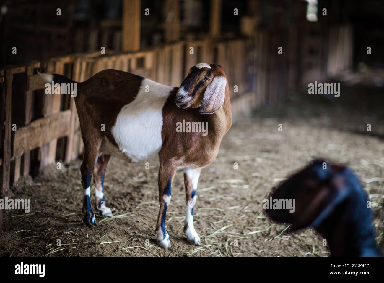 Cute Dairy Farm Goat Animal in Barn Stock Photo - Alamy