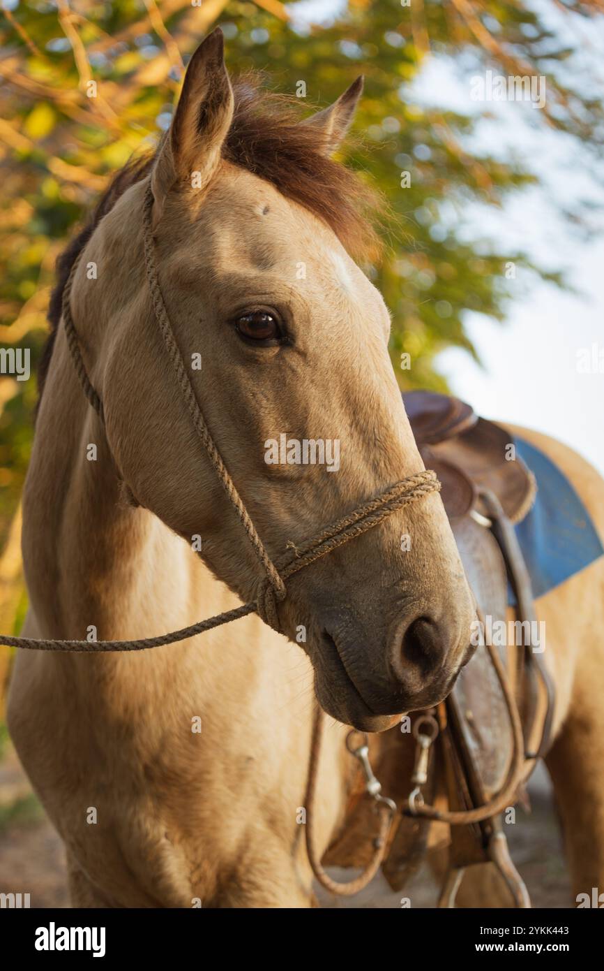 Cuban Criollo Horse Animal Wearing Saddle Stock Photo - Alamy