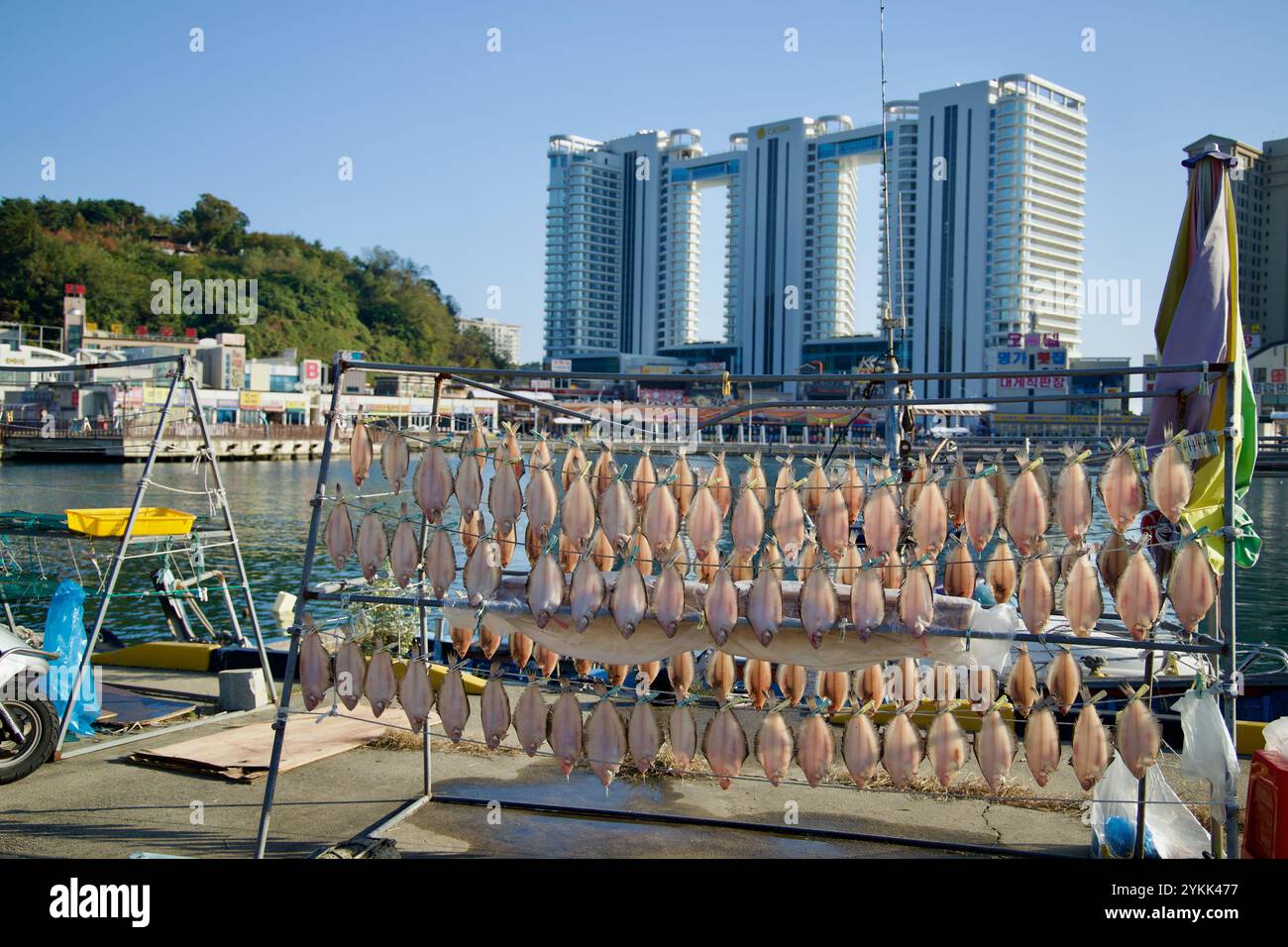 Sokcho, South Korea - November 3, 2024: Fish are hung to dry on racks ...
