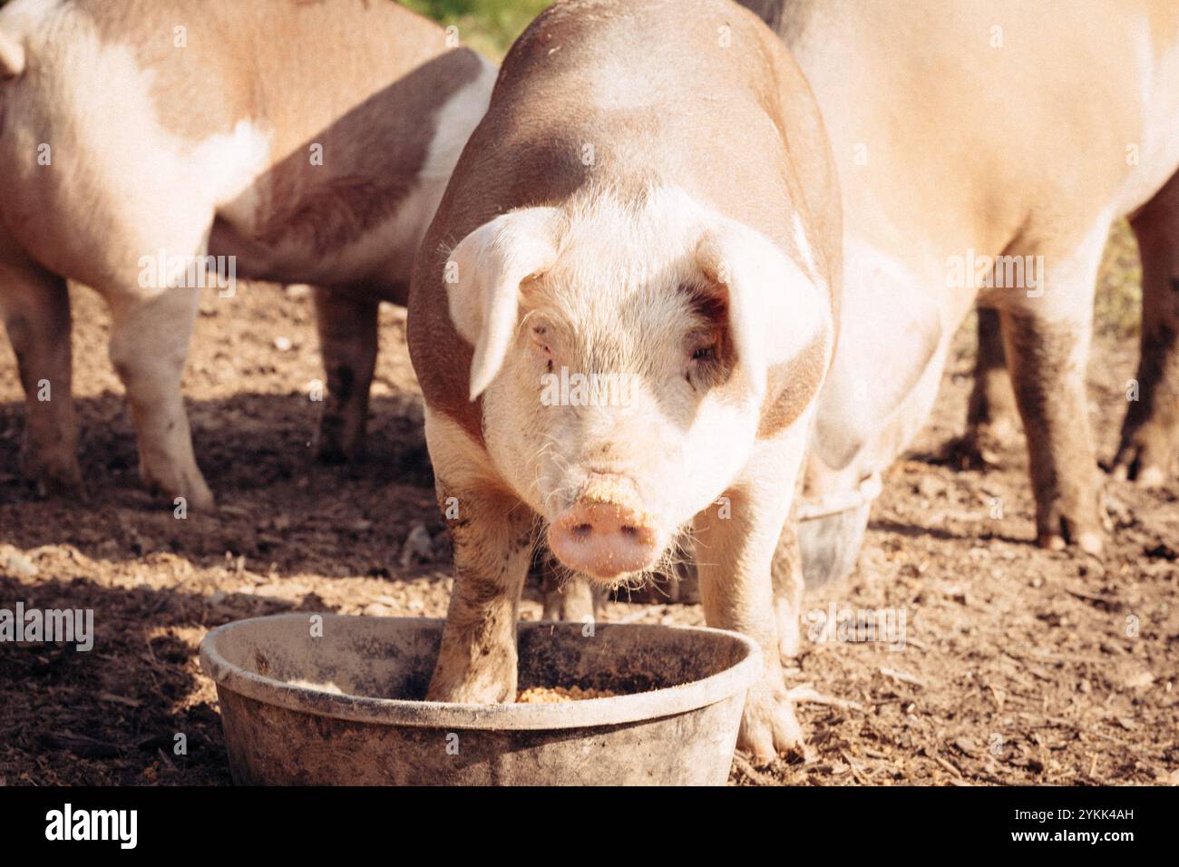 Livestock Pink Pigs in a Muddy Farm Pen Stock Photo - Alamy
