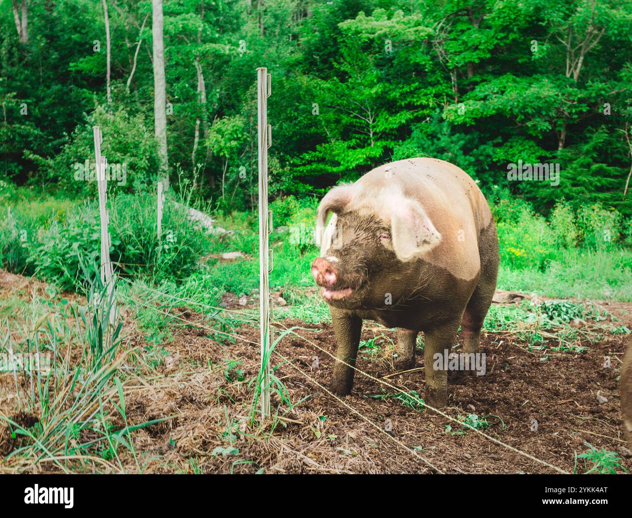 Livestock Pink Pigs in a Muddy Farm Pen Stock Photo - Alamy