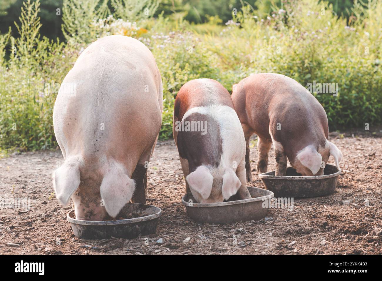 Livestock Pink Pigs in a Muddy Farm Pen Stock Photo - Alamy