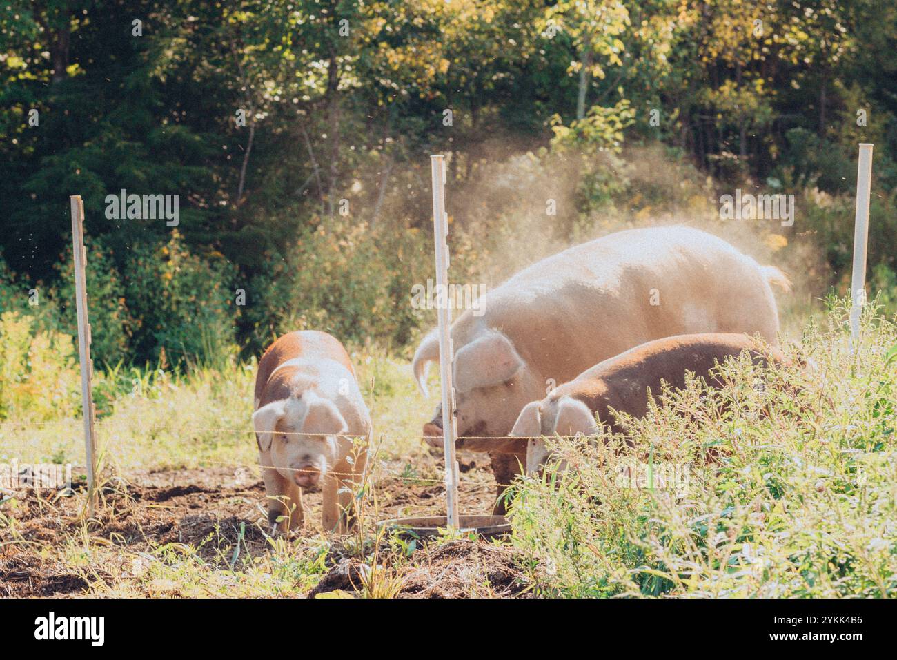Livestock Pink Pigs in a Muddy Farm Pen Stock Photo - Alamy