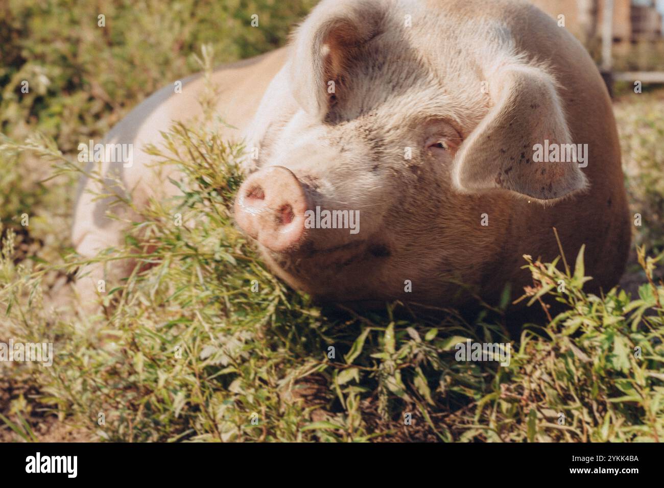 Livestock Pink Pigs in a Muddy Farm Pen Stock Photo - Alamy