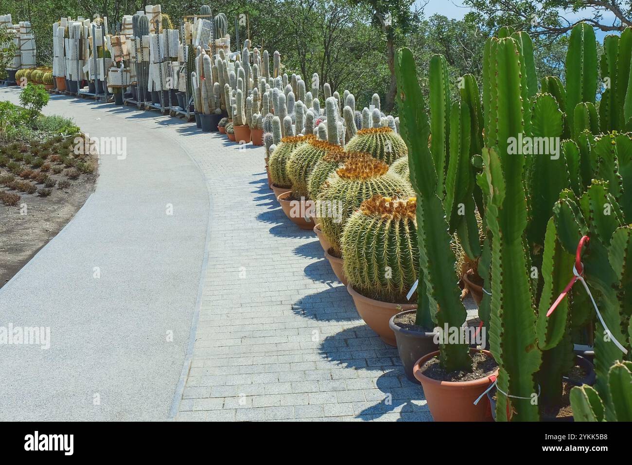 Perspective view to range of different types of oversized large potted ...