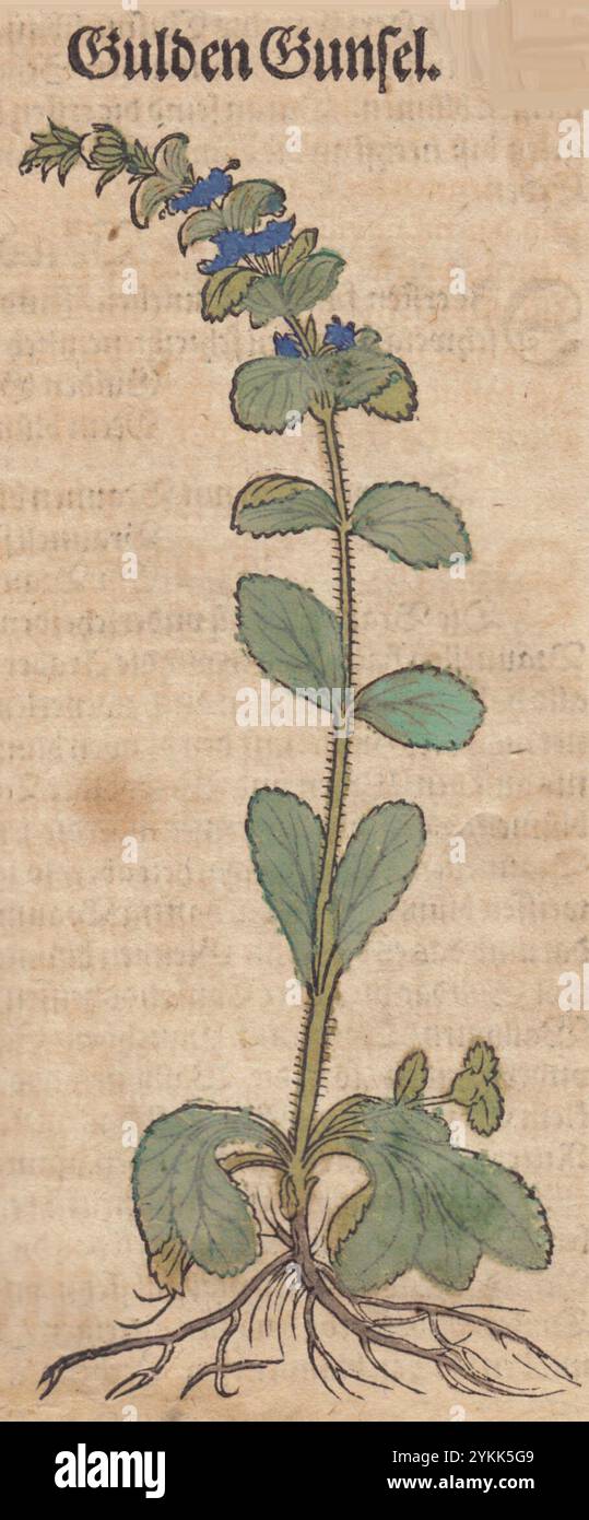 Gunsel hi-res stock photography and images - Alamy