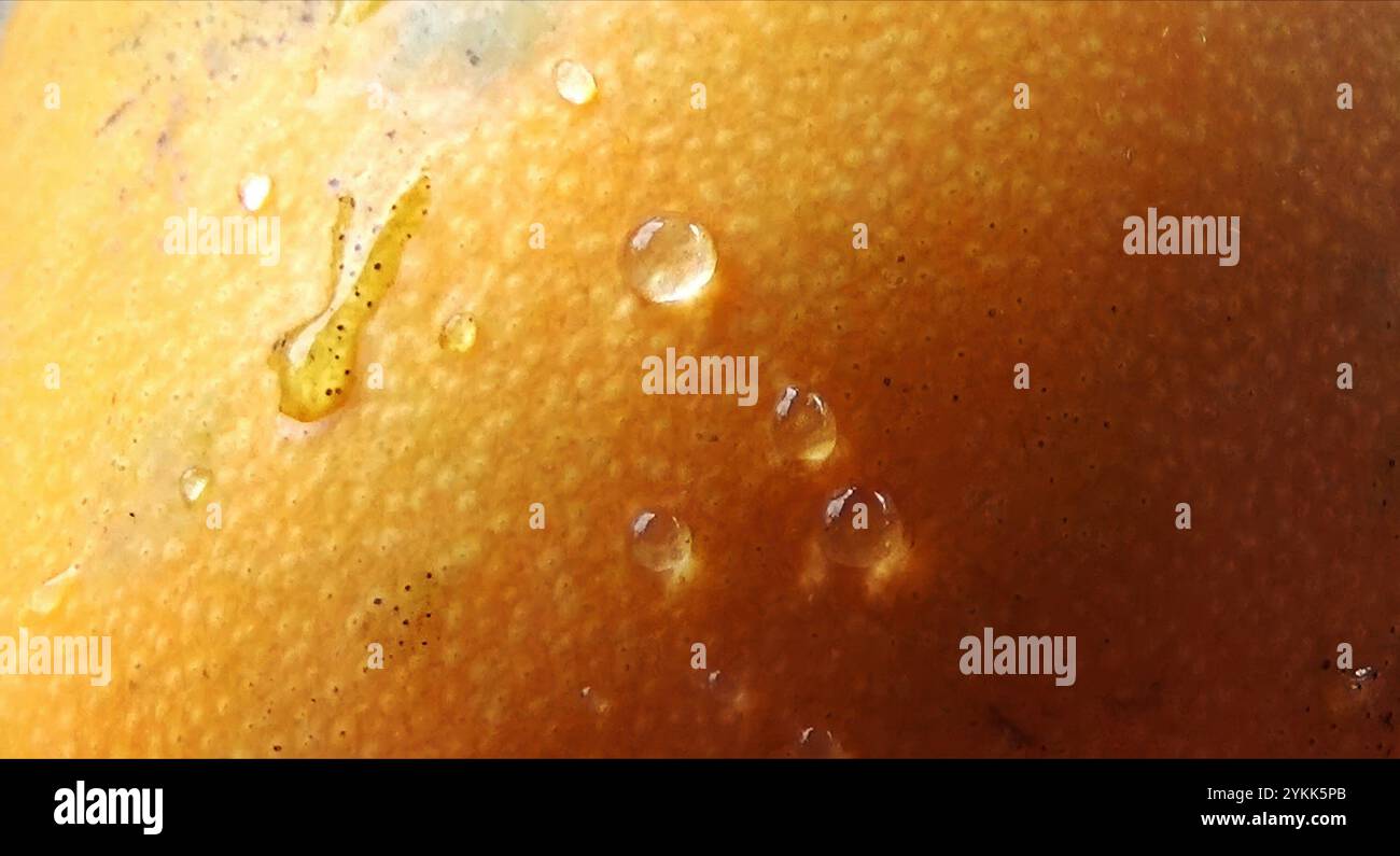 THE TASTE OF MANGO, 2023. © Oscilloscope Laboratories / Courtesy ...