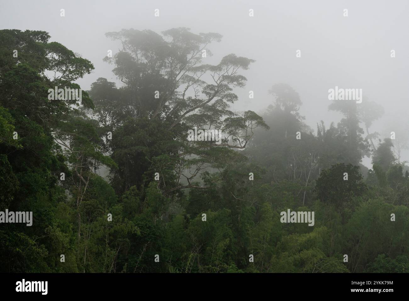 Amazon rainforest trees in mist and fog, Yasuni national park, Ecuador ...