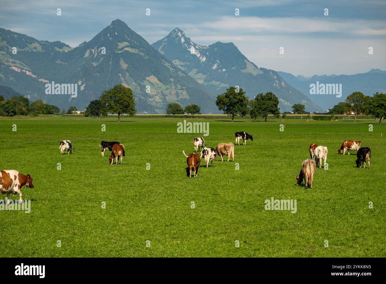 Cow herd at pasture. Grazing cows. Cows at field. Countryside landscape ...