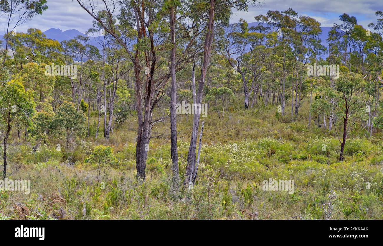 Daylight landscape of heath and trees in forest at Peter Murrell ...