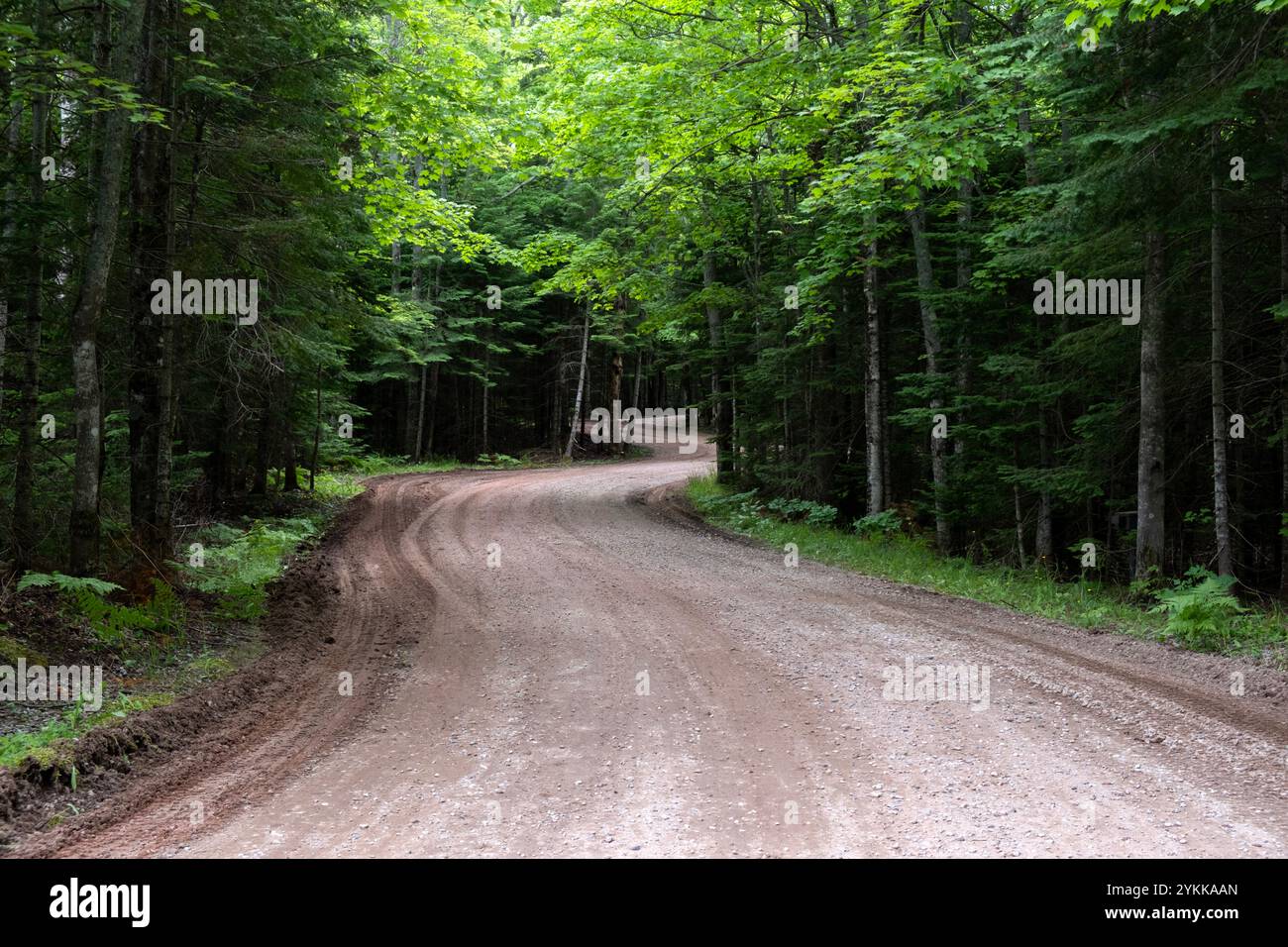 Winding dirt road through the lush forest of Pictured Rocks National ...