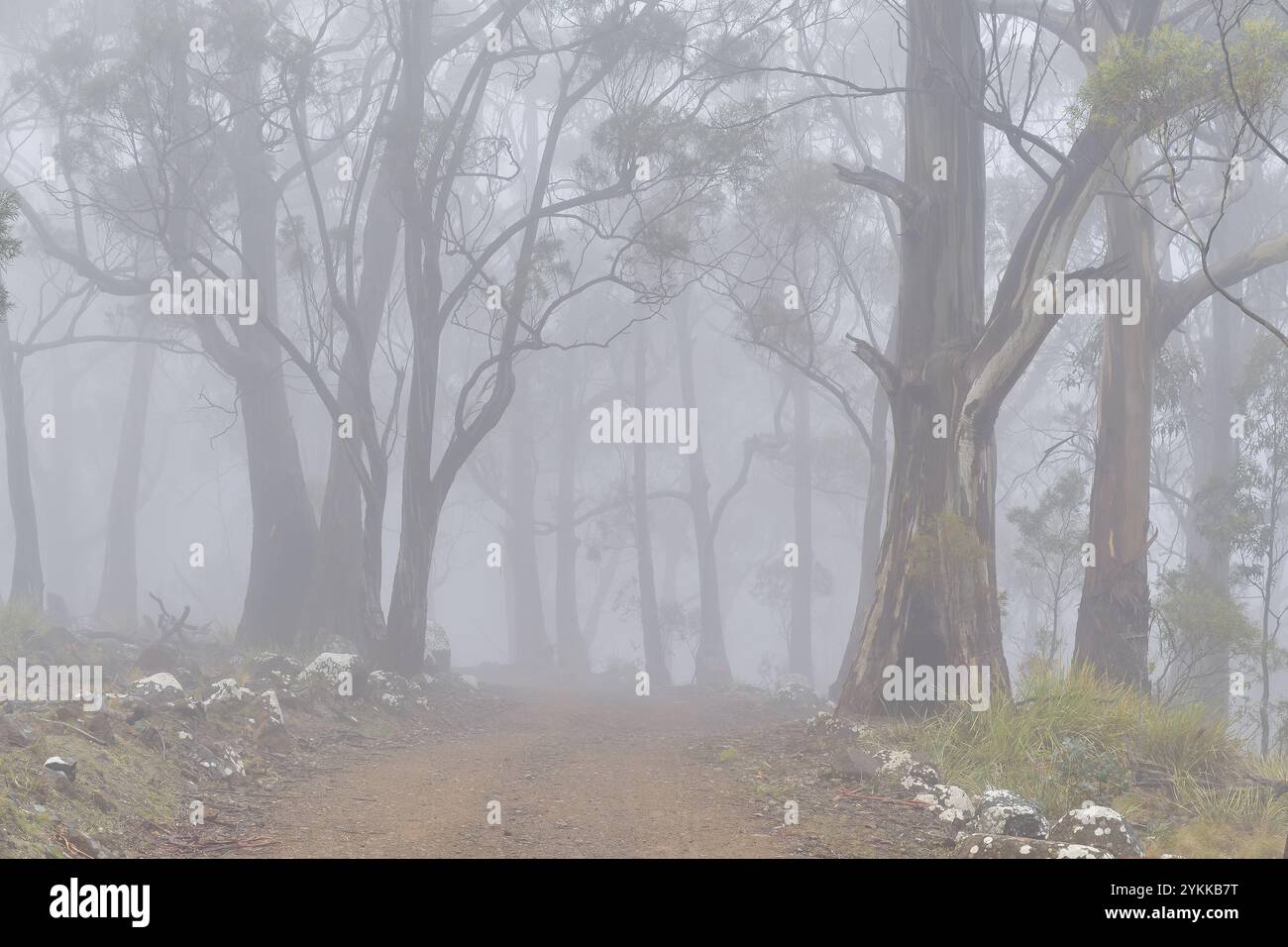 Large eucalyptus trees in mist fog cloud at Knocklofty forest reserve ...