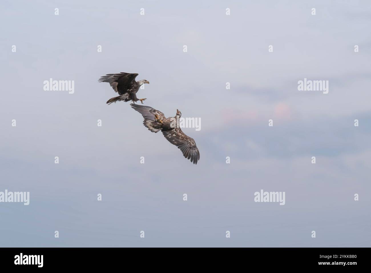 Adult and juvenile bald eagle battle in mid air Stock Photo - Alamy