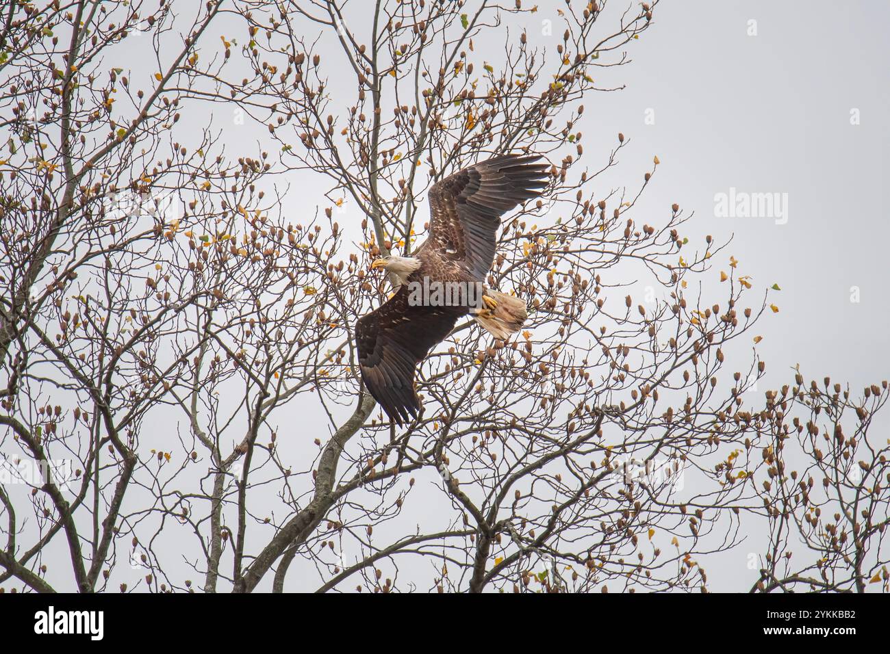 Bald eagle takes off hi-res stock photography and images - Alamy