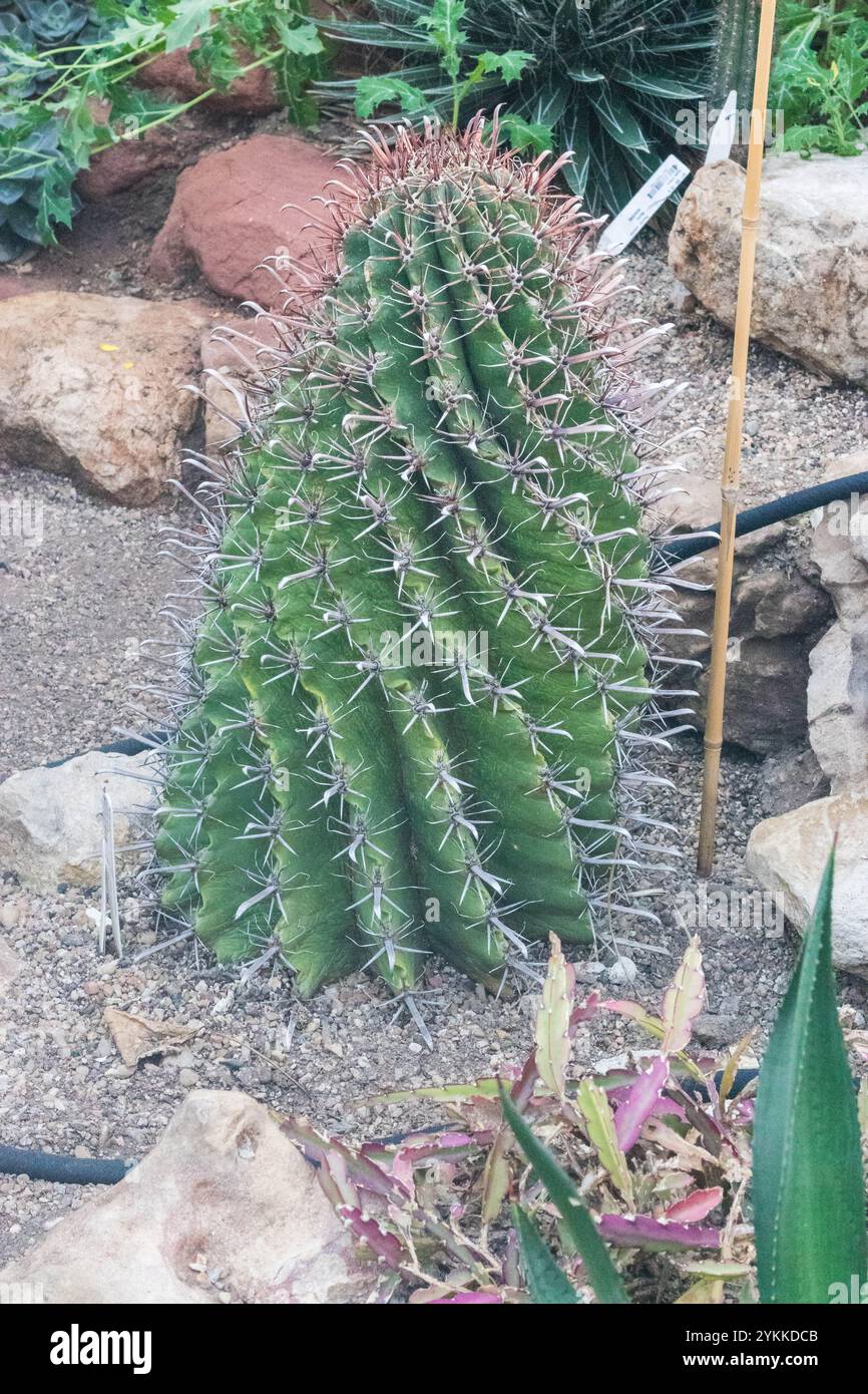 Twisted Barrel Cactus (Ferocactus Herrerae) also known as Herrera's ...