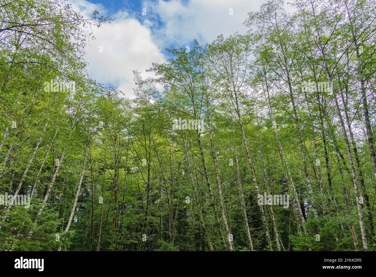 A grove of tall thin trees with green leaves and blue cloudy sky Stock ...
