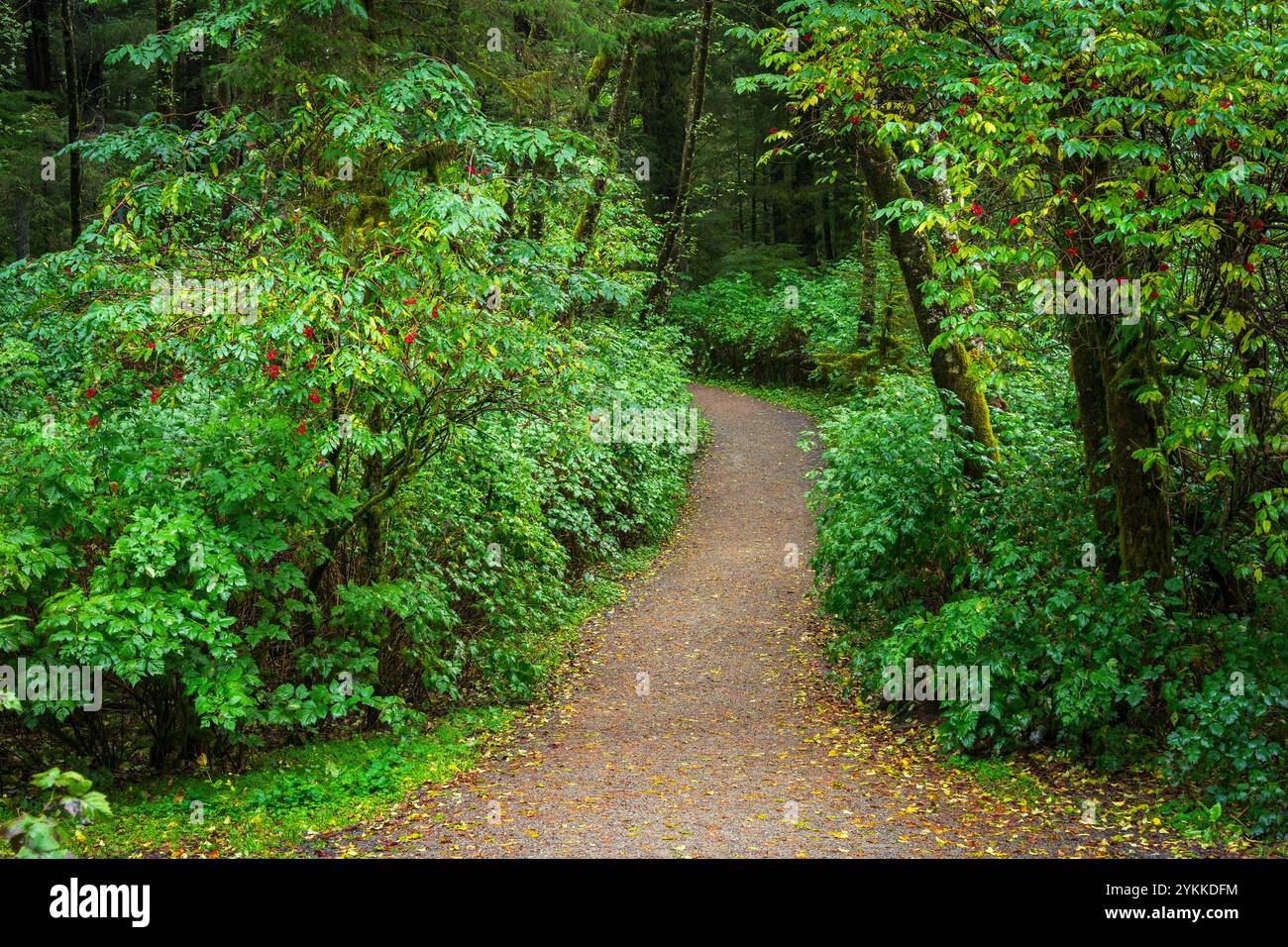 Forest hiking trail in Sitka National Park in Sitka, Alaska Stock Photo ...