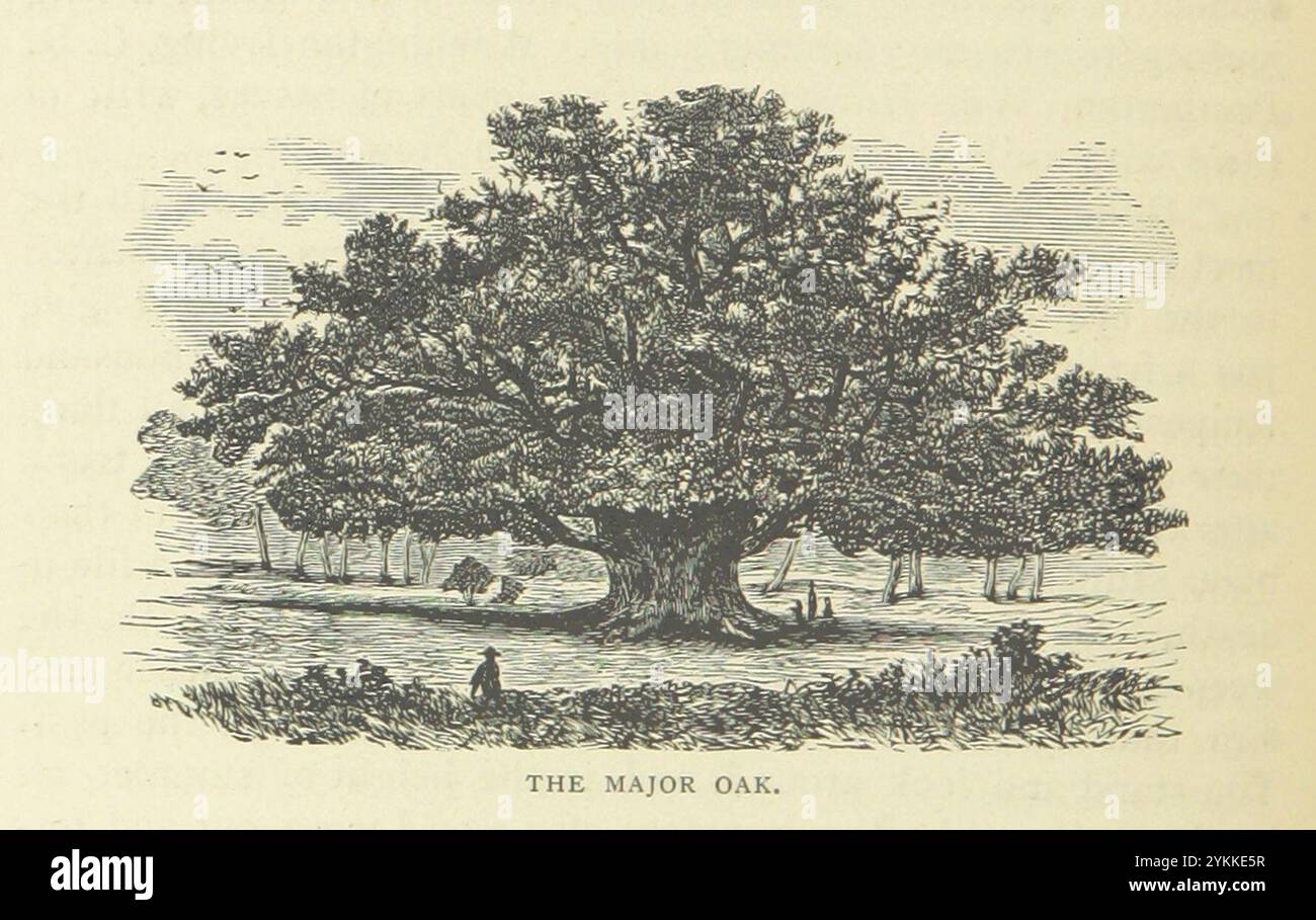 Book Illustration of The Major Oak Stock Photo - Alamy