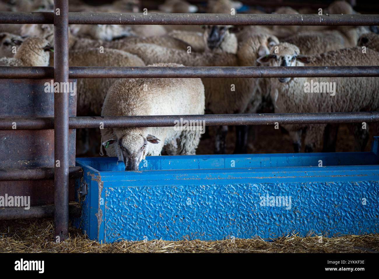 USDA agricultural meat inspectors inspect and grade beef at a ...