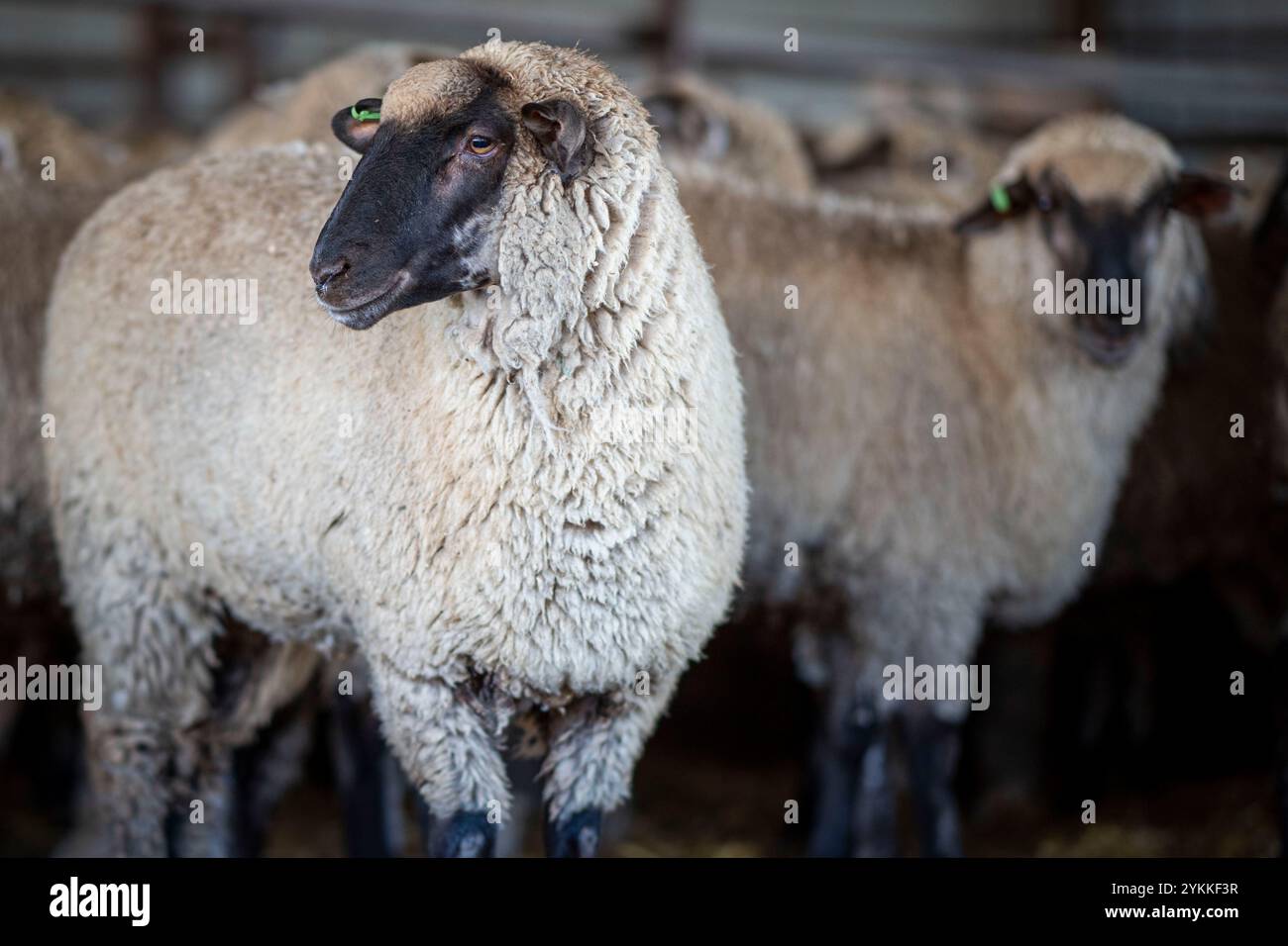 USDA agricultural meat inspectors inspect and grade beef at a ...