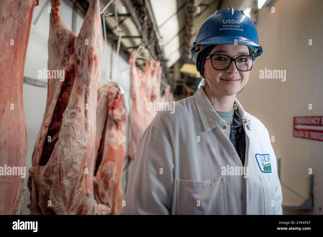 USDA agricultural meat inspectors inspect and grade beef at a ...