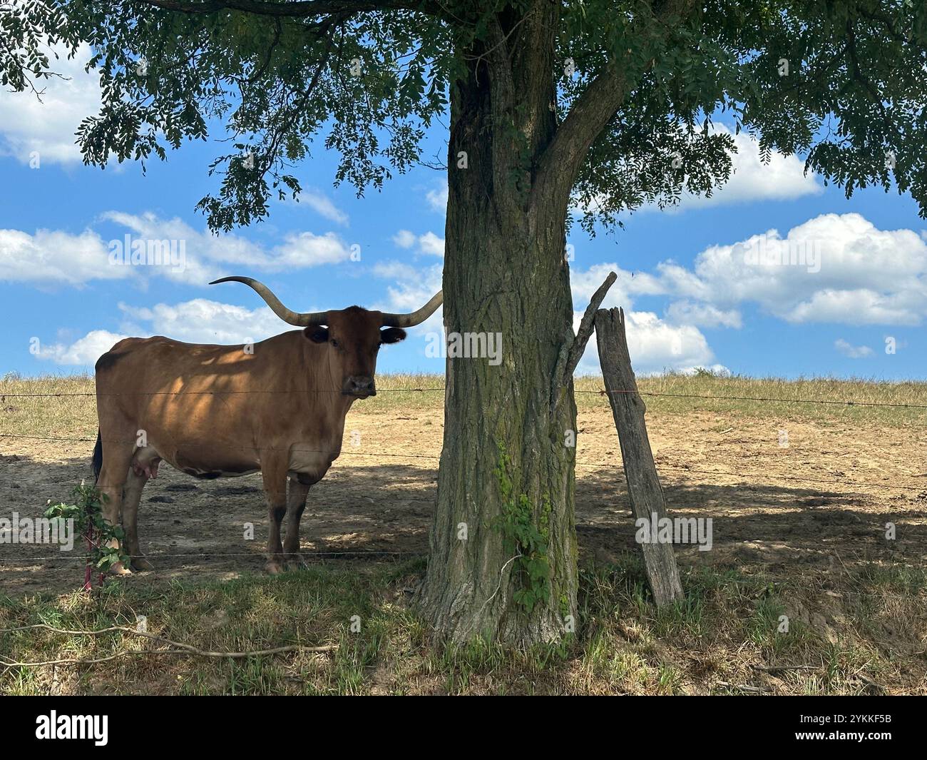 Long horn cow hi-res stock photography and images - Alamy