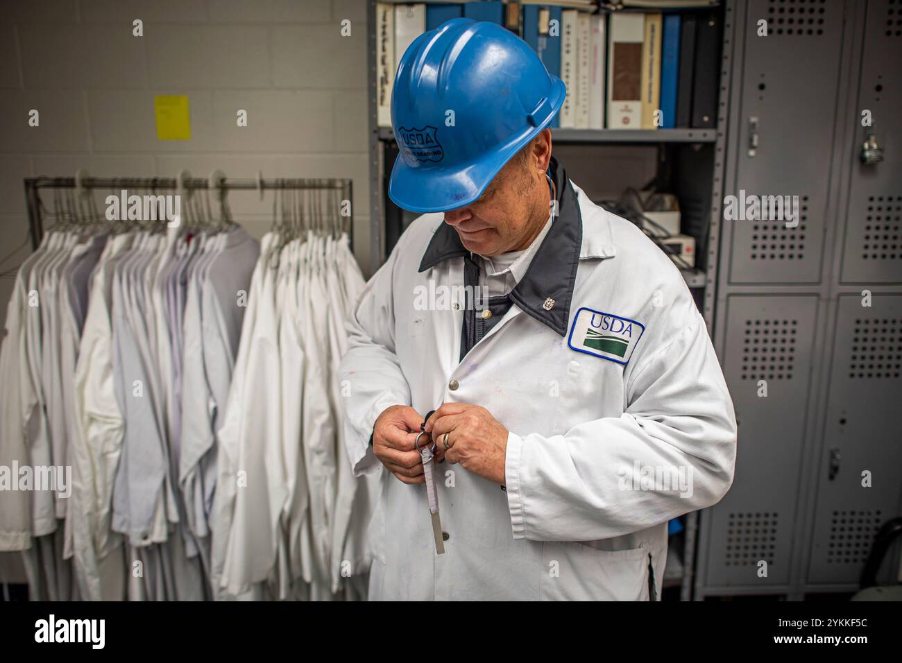 USDA agricultural meat inspectors inspect and grade beef at a ...