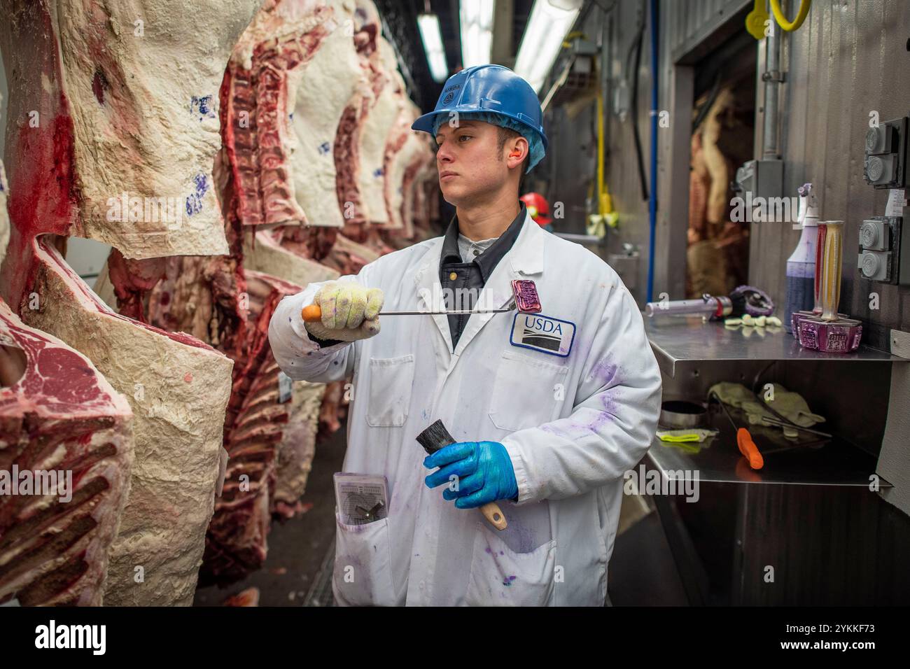 USDA agricultural meat inspectors inspect and grade beef at a ...