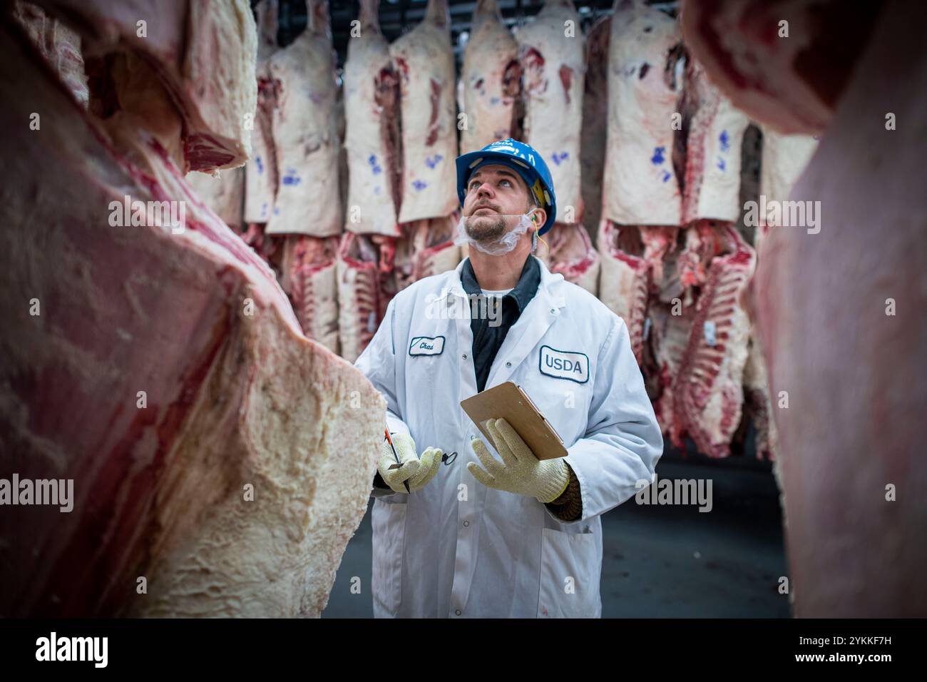 USDA agricultural meat inspectors inspect and grade beef at a ...