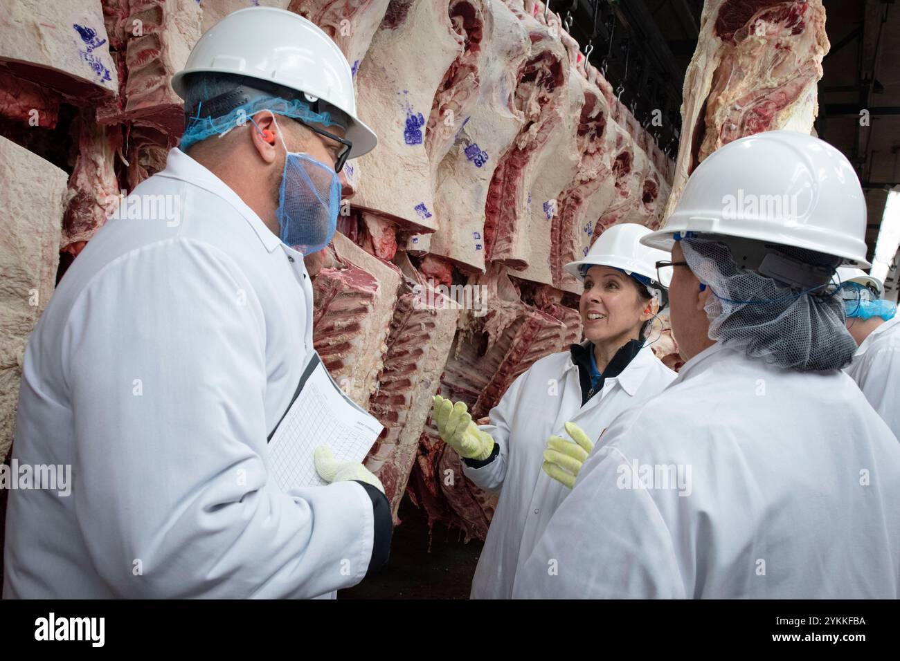USDA agricultural meat inspectors inspect and grade beef at a ...
