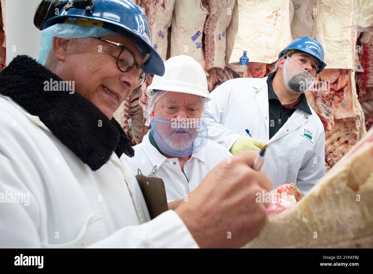 USDA agricultural meat inspectors inspect and grade beef at a ...