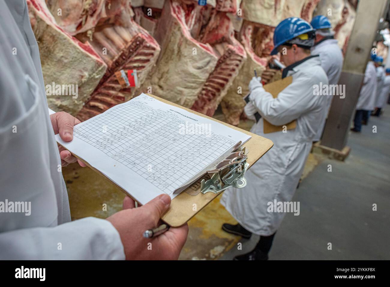 USDA agricultural meat inspectors inspect and grade beef at a ...