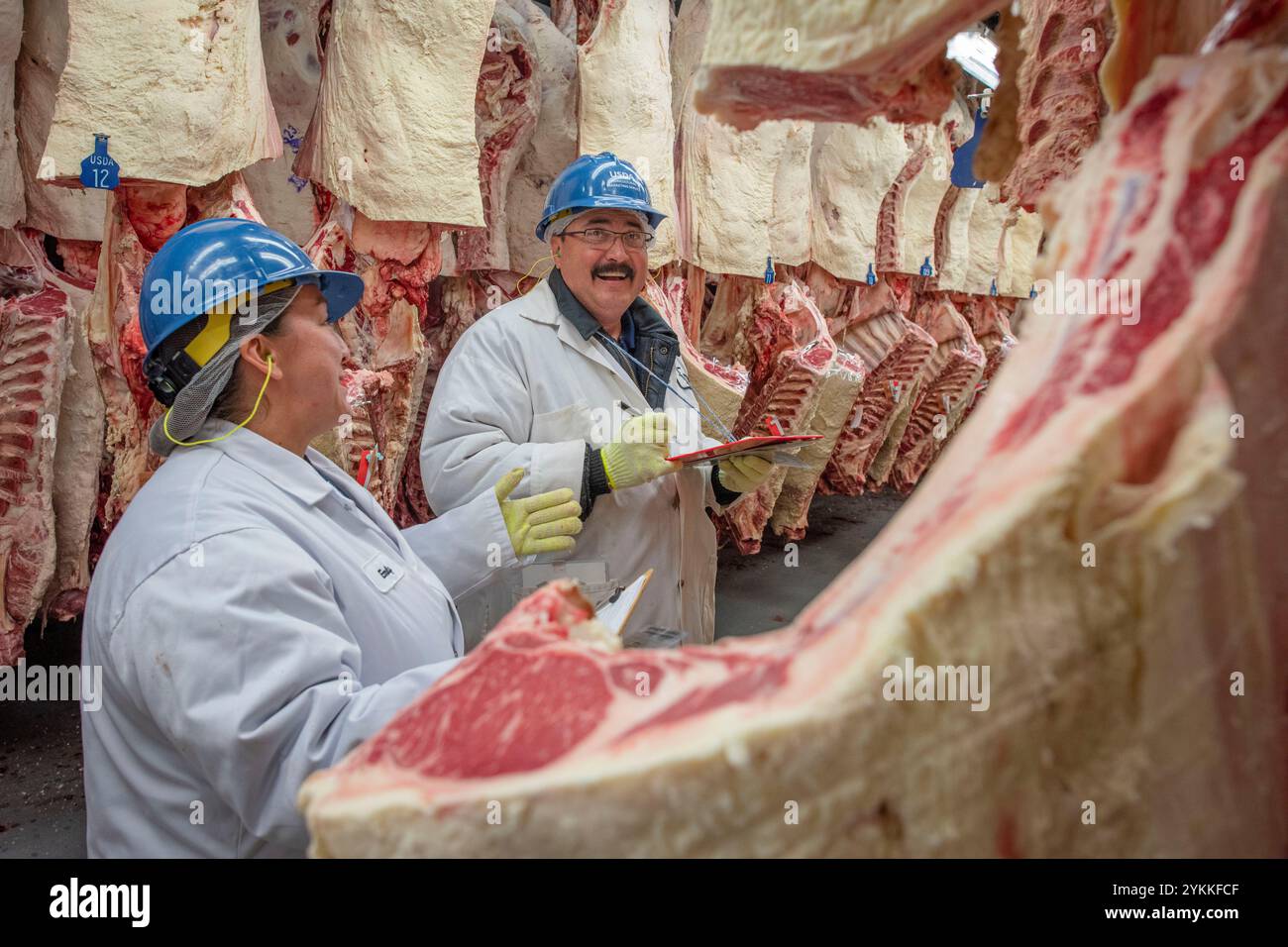 USDA agricultural meat inspectors inspect and grade beef at a ...