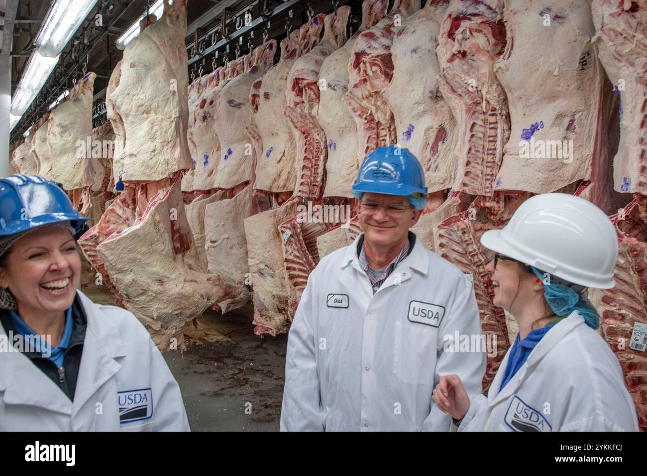 USDA agricultural meat inspectors inspect and grade beef at a ...