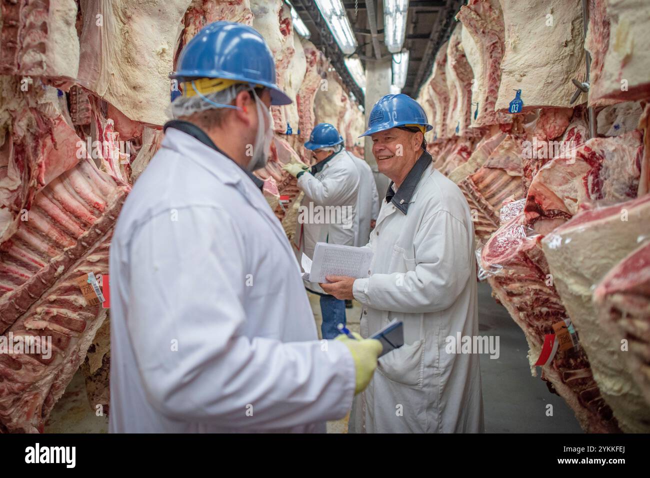 USDA agricultural meat inspectors inspect and grade beef at a ...