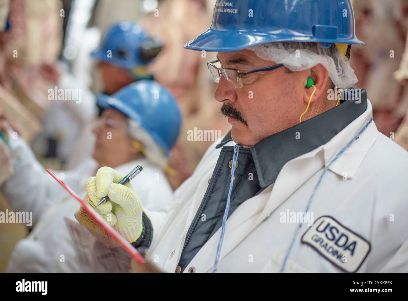 USDA agricultural meat inspectors inspect and grade beef at a ...
