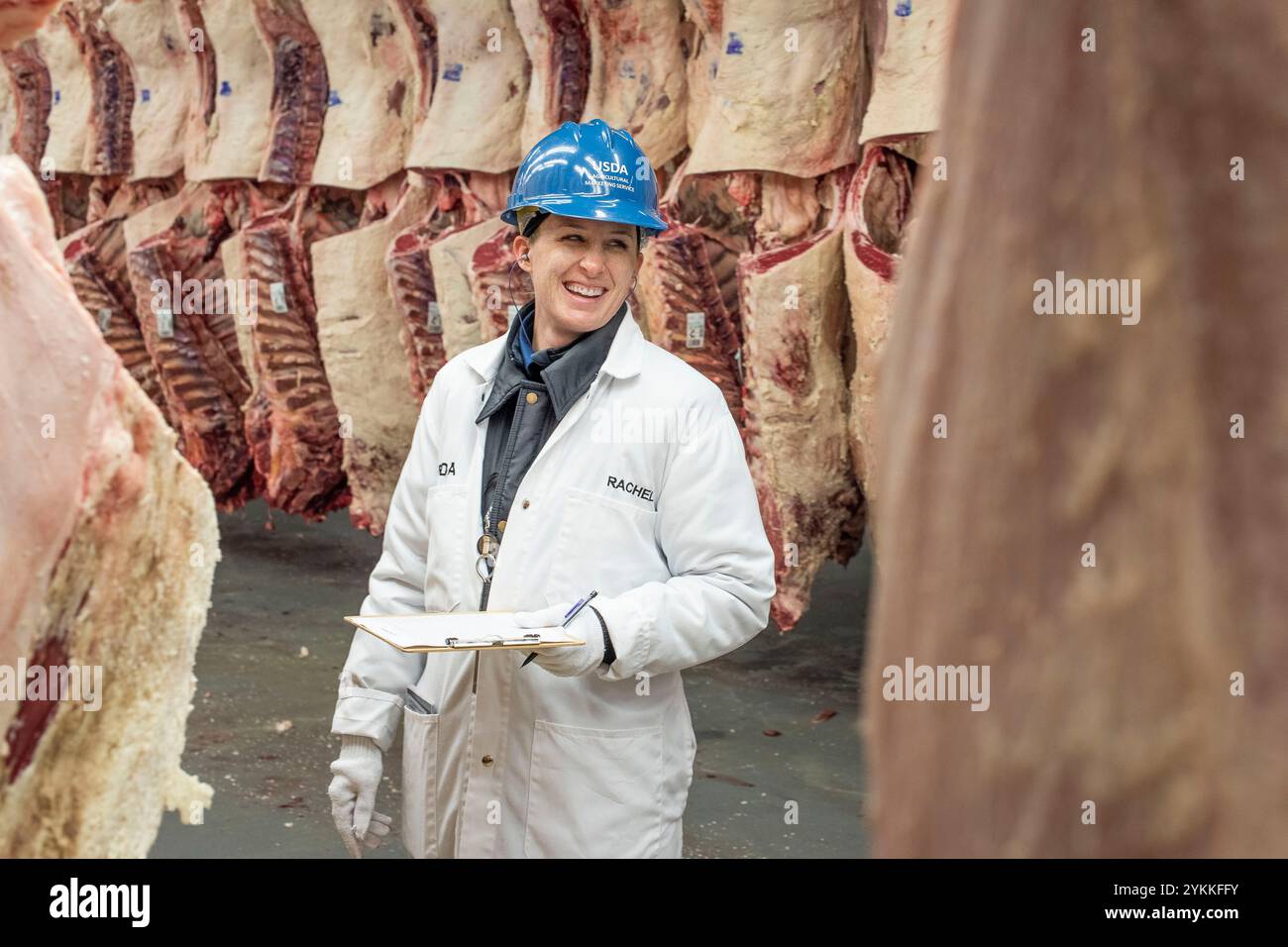 USDA agricultural meat inspectors inspect and grade beef at a ...