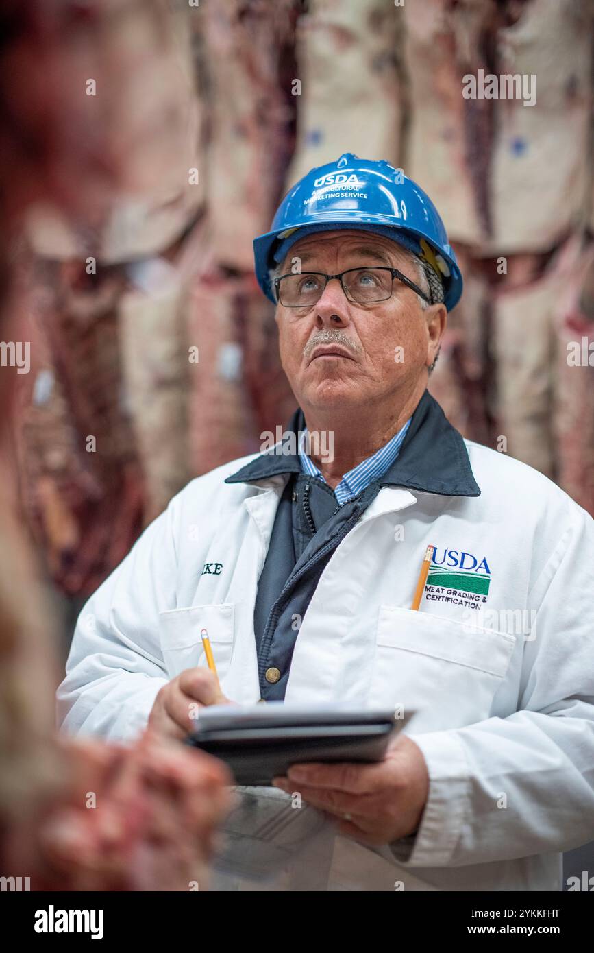 USDA agricultural meat inspectors inspect and grade beef at a ...