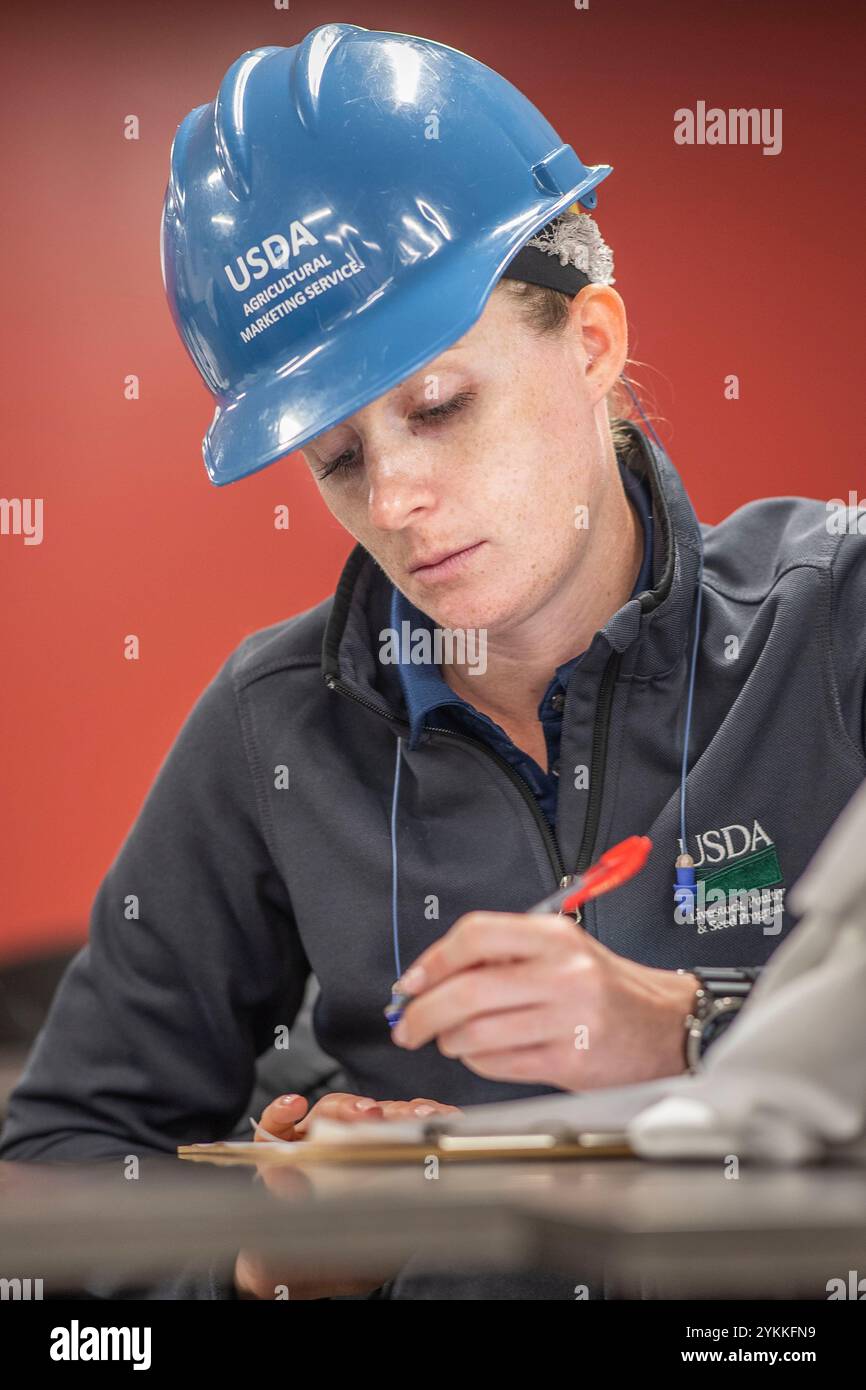 USDA agricultural meat inspectors inspect and grade beef at a ...