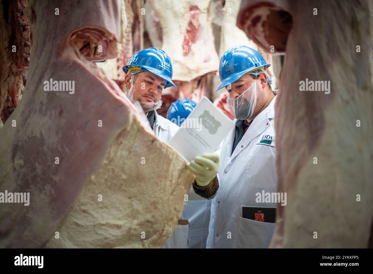 USDA agricultural meat inspectors inspect and grade beef at a ...