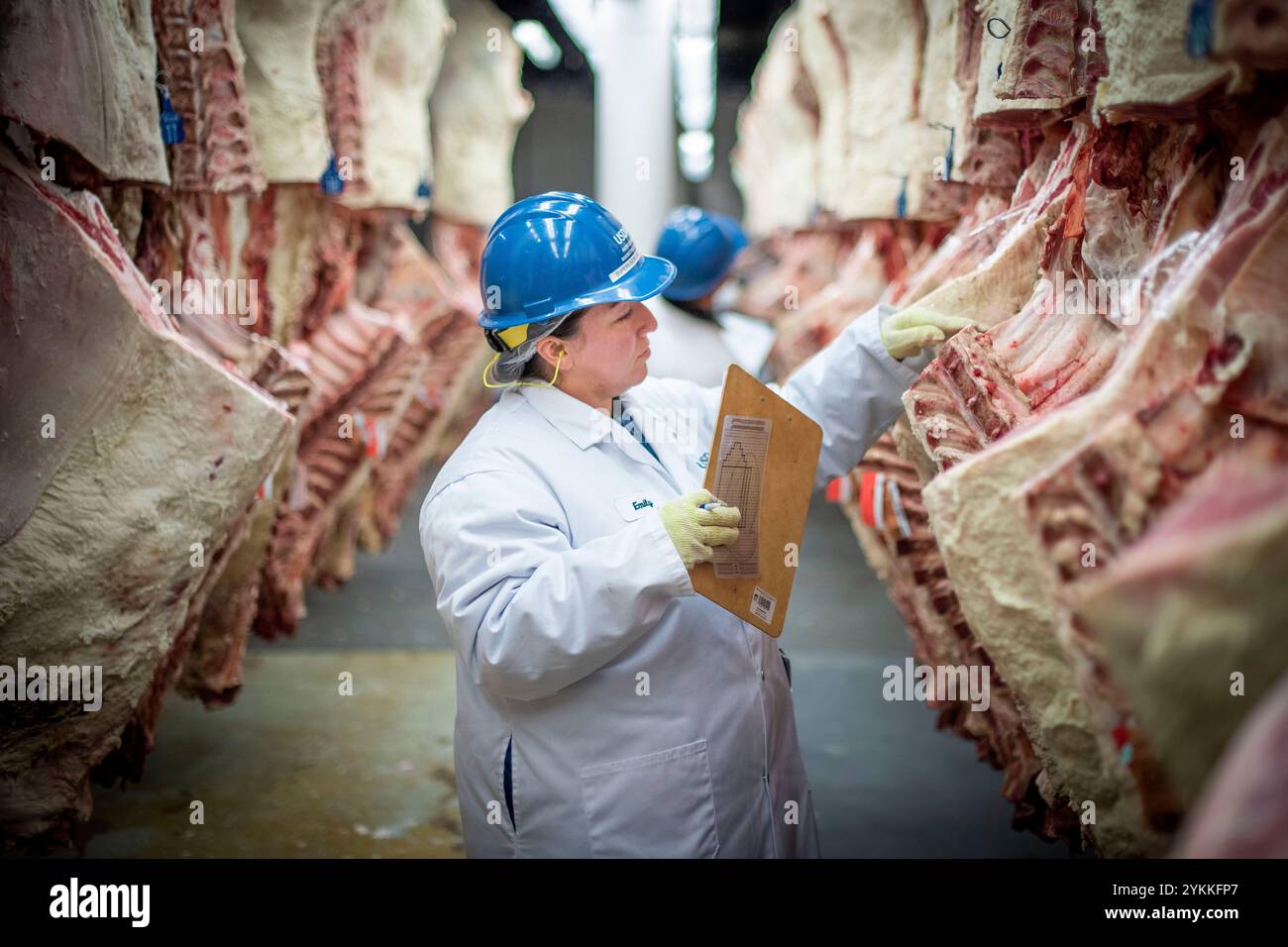 USDA agricultural meat inspectors inspect and grade beef at a ...