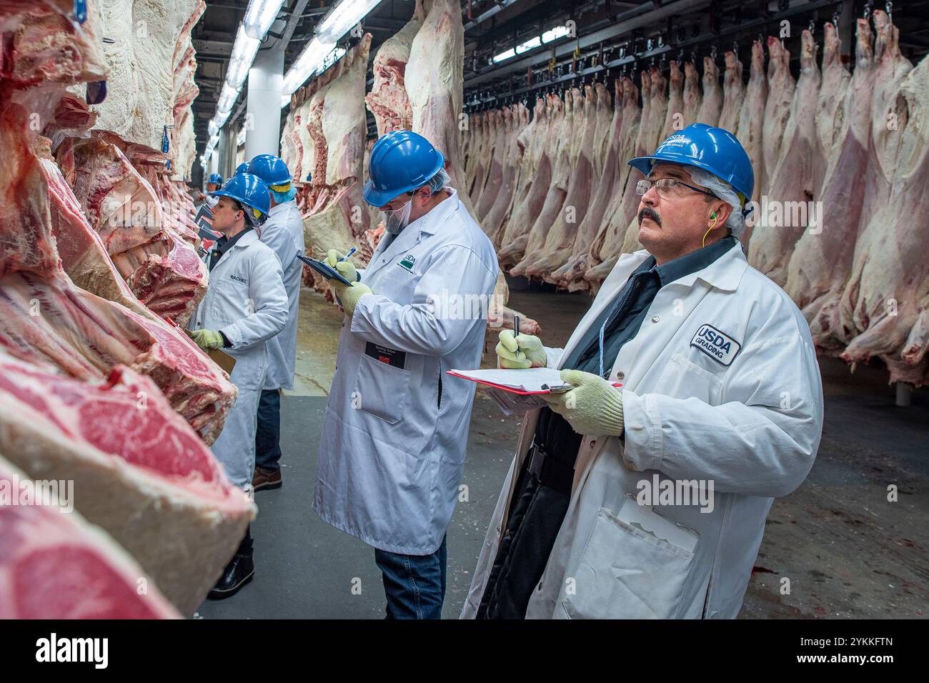 USDA agricultural meat inspectors inspect and grade beef at a ...