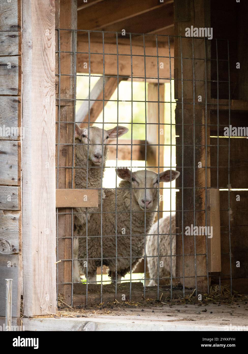 Cute Animals Sheep Looking Through Gate in Farm Barn Stock Photo - Alamy